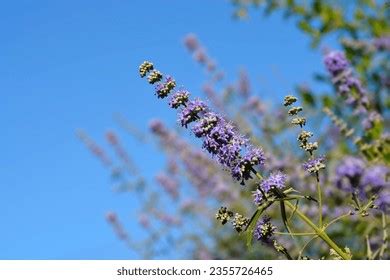 744 Vitex Agnus Castus Images Stock Photos 3D Objects Vectors