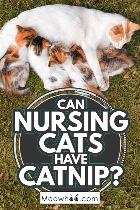 can nursing cats have catnip