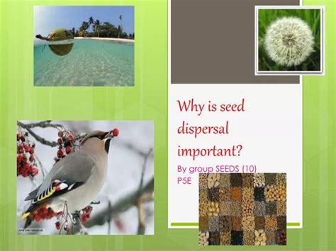 Ppt Why Is Seed Dispersal Important Powerpoint Presentation Id2736253