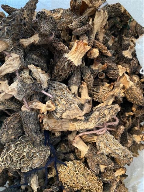 True Morel Mushroom At Kg In Kinnaur ID