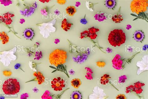 배경이나 질감으로 녹색 배경에 화려한 꽃의 밝은 패턴 당신의 디자인을위한 봄 여름 또는 가을 꽃 벽지 상단보기 플랫 레이 꽃