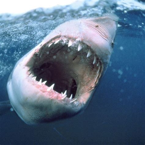 Картинки акули вбивці