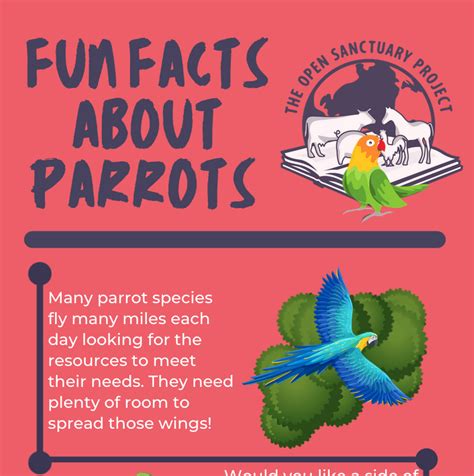 Fun Facts About Parrots The Open Sanctuary Project