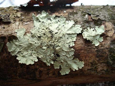 The Nhbs Guide To Uk Lichens