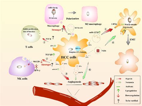 Figure 5 From Extracellular Vesicles And Hepatocellular Carcinoma