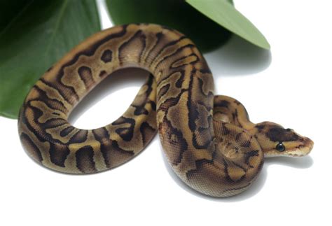 Champagne Leopard Enchi Female Dynasty Reptiles