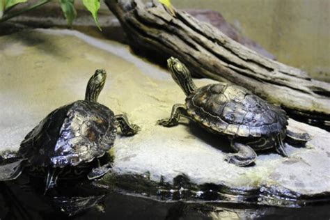 Naminis Vėžlys Laikymas Ir Priežiūra Gyvūnų Pasaulis