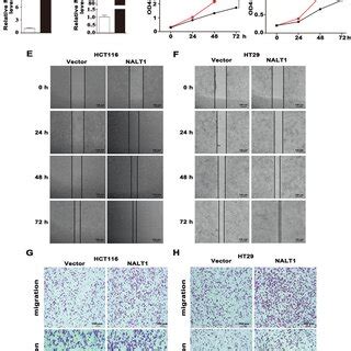 Down Regulation Of NALT1 Suppressed CRC Proliferation Migration And