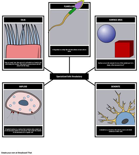Specialized Cells Vocabulary Spider Map Storyboard