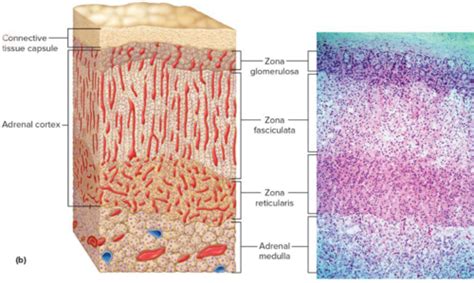 Adrenal Cortex Exam 2 Flashcards Quizlet