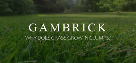 Why Does Grass Grow In Clumps