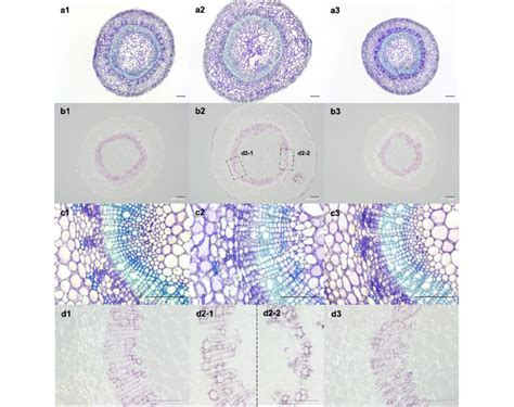 Cross Sections Of Basal Stem Of Cwpo C Transgenic Poplar Lines A C