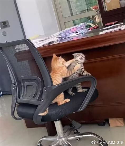 泥潭收的猫猫雌小鬼图真的是越看越有感觉 178