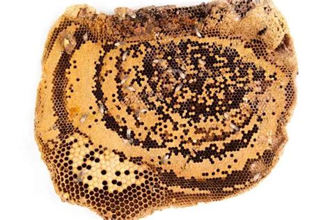 Hornets Nests Everything You Need To Know Outlife Expert