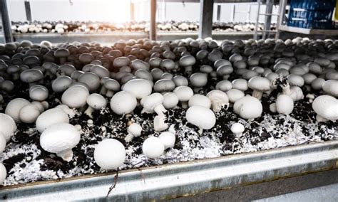 How To Pasteurize Mushroom Substrate 5 Easiest Methods Grocycle