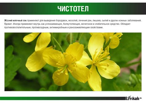Как удалить бородавку народными средствами