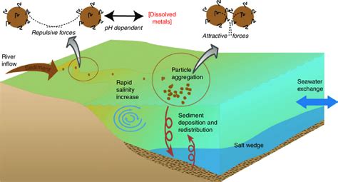 schematic illustration of key processes driving particle aggregation in