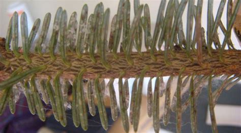 Fraser Fir Ipm Needle Drop In Scale Infested Trees