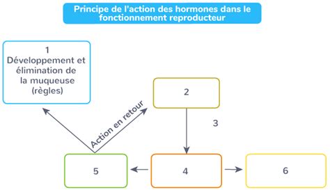 Schématiser Le Principe De Laction Des Hormones Dans Le Fonctionnement Reproducteur 3e