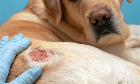 6 Of The Most Common Dog Skin Conditions The Dogington Post
