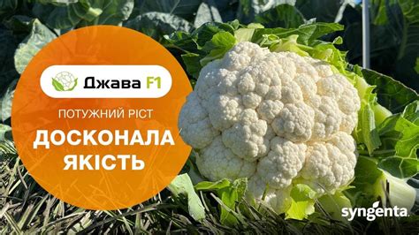 Капуста цвітна Джава F1 — потужний ріст і досконала якість Youtube