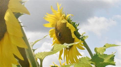 Tend A Smart Garden How To Protect Pollinators Reduce Pesticide Use