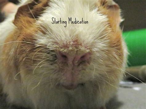 Fungal And Bladder Infection Pictures Plus Treatment Guinea Lynx Forums