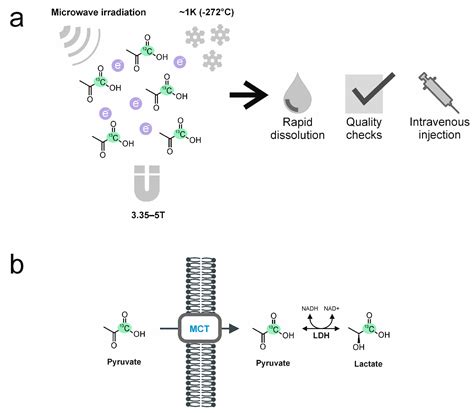 Diagnostics Free Full Text Hyperpolarized Carbon 13 Mri In Breast Cancer