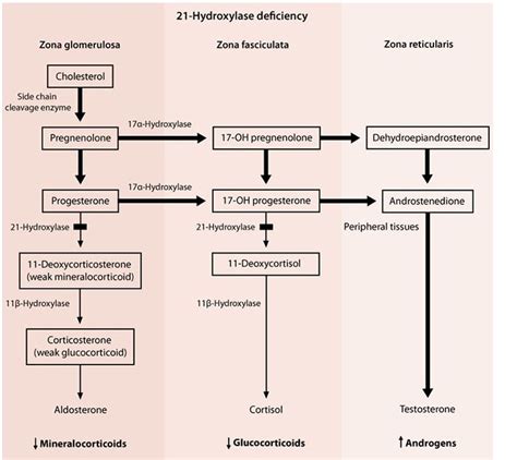 Diagram Of 21 Hydroxylase Deficiency In Cah