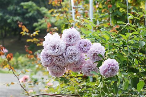 เที่ยวได้ทั้งปี ชมไม้ดอกเมืองหนาวหลากสีและสนุกกับกิจกรรมดีๆ ตลอดช่วงเดือนกุมภาพันธ์ 2566 กับ