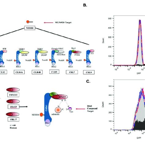 Vpu Independent Counter Screens A Schematic Of Potential Upstream Download Scientific