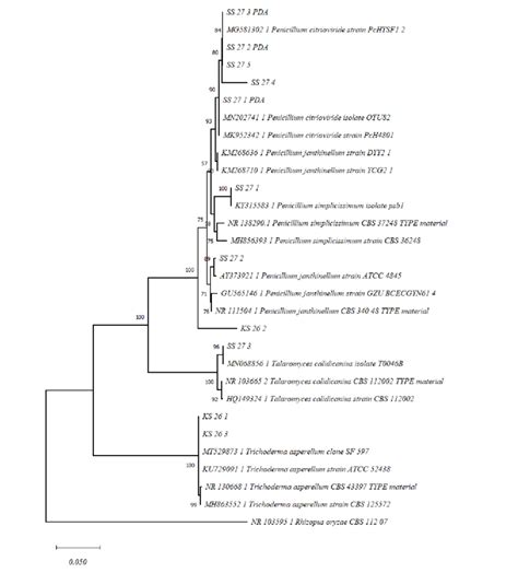 Phylogenetic Tree Of Culturable Fungi Isolates In The Tidal Swamp Land
