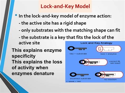 Enzymes Type Of Enzyme Enzyme Specificity Introdution Ppt