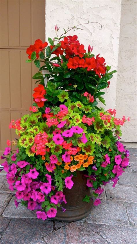 Best Potted Plants In Sun At Paul Liu Blog