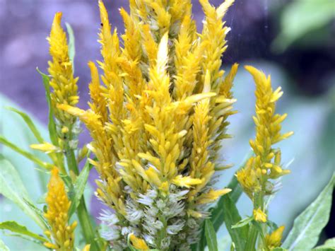 Celosia Argentea Var Plumosa