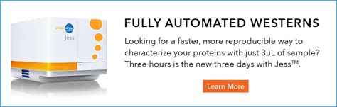 Western Blotting Products And Resources Novus Biologicals