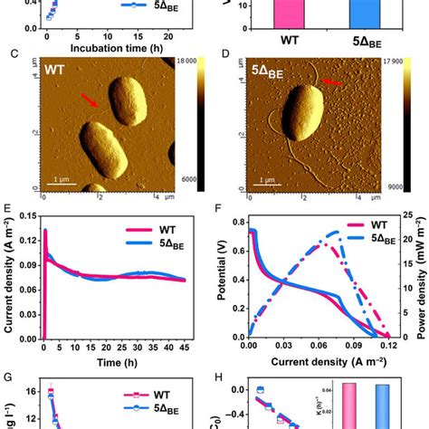 Comparison Of Basic Physiologies And Extracellular Electron Transfer