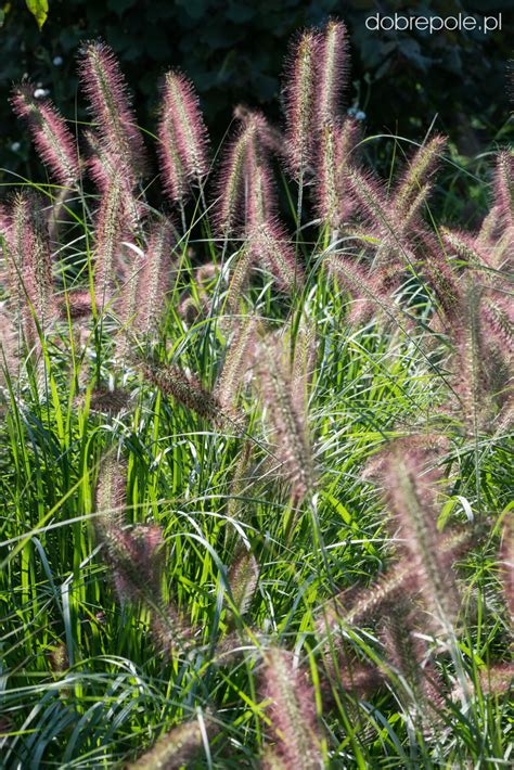 Szkółka Bylin Dobrepole Pennisetum Alopecuroides Cassian
