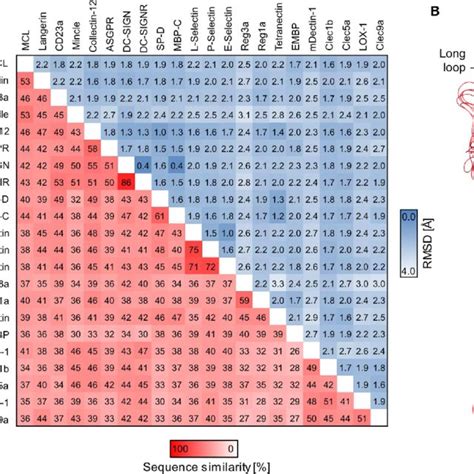 Sequence Alignment And Consensus Structure Of Ctlrs A The Dendrogram Download Scientific
