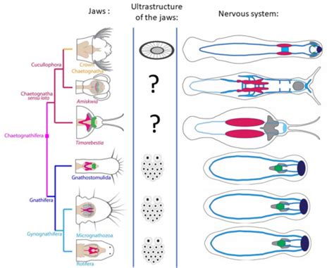Gnathifera Spiralia Wikipedia