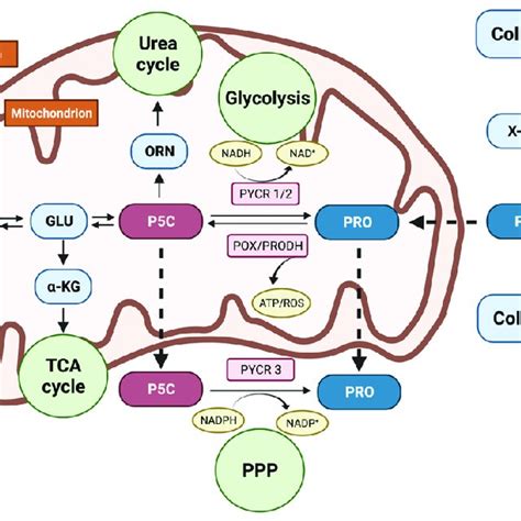 Proline Cycle And Its Basic Metabolic Links In The Human Cell Proline Download Scientific