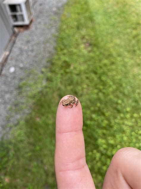 Micro Frog Scrolller