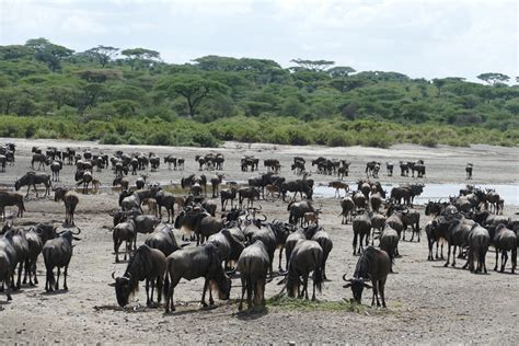 4 Days Ndutu Migration Safari Calving Season Sia Yangu Safari