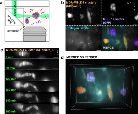 Light Sheet Fluorescence Microscopy Lsfm With Optorheo A Schematic Of