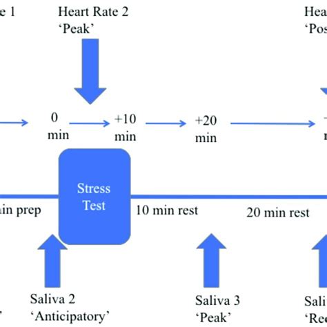 Stress Testing Protocol Showing Testing Points For Outcome Variables Download Scientific Diagram