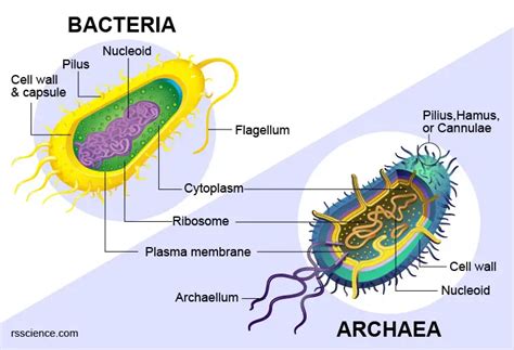 Archaea Vs Bacteria What Are The Similarities Differences And Examples Rs Science