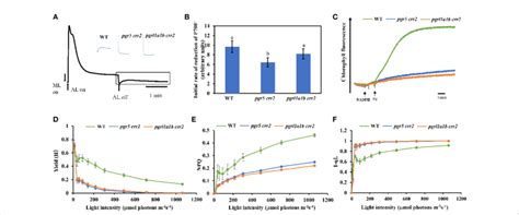 Comparison Of Cet Activity And Photosynthetic Parameters Among Cet