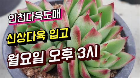 인천다육 내일 오후3시 신상다육이 입고 인천다육도매다육이싼집화분세일다육세일다육이름다육가격다육이다육물관리다육