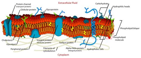 Wikipedia Featured Picture Candidates Cell Membrane Diagrammatic