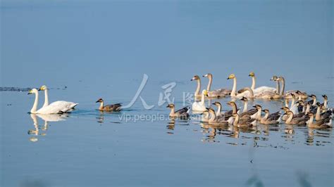 河南三门峡：白天鹅飞抵湿地公园越冬 人民图片网